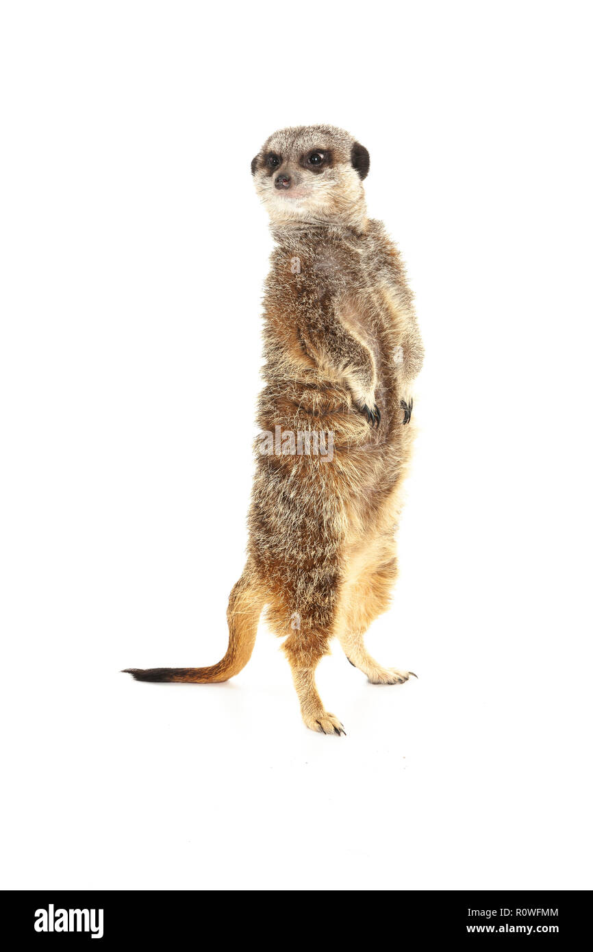 Meerkat standing Cut Out Stock Images & Pictures - Alamy