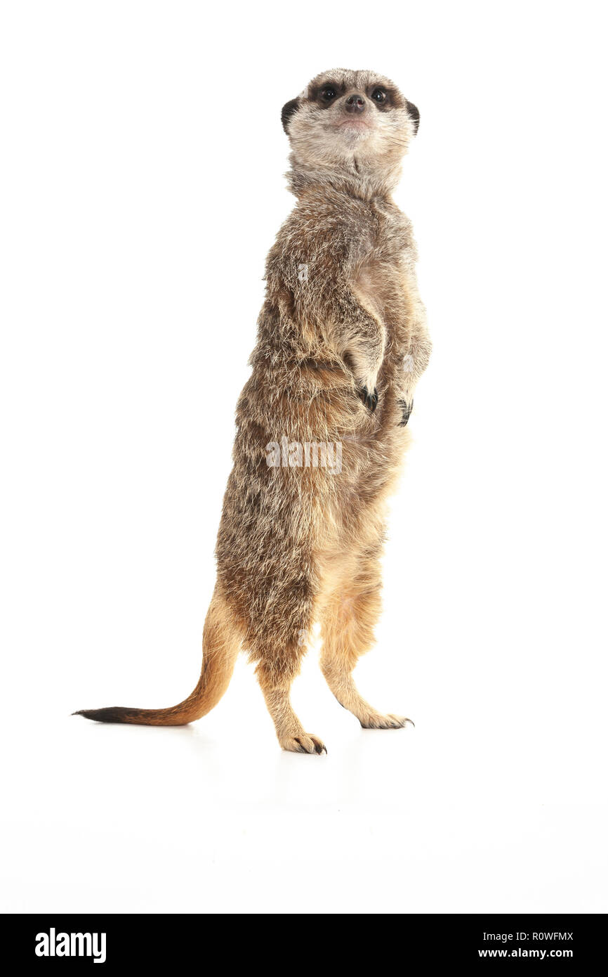 Meerkat animal Cut Out Stock Images & Pictures - Alamy