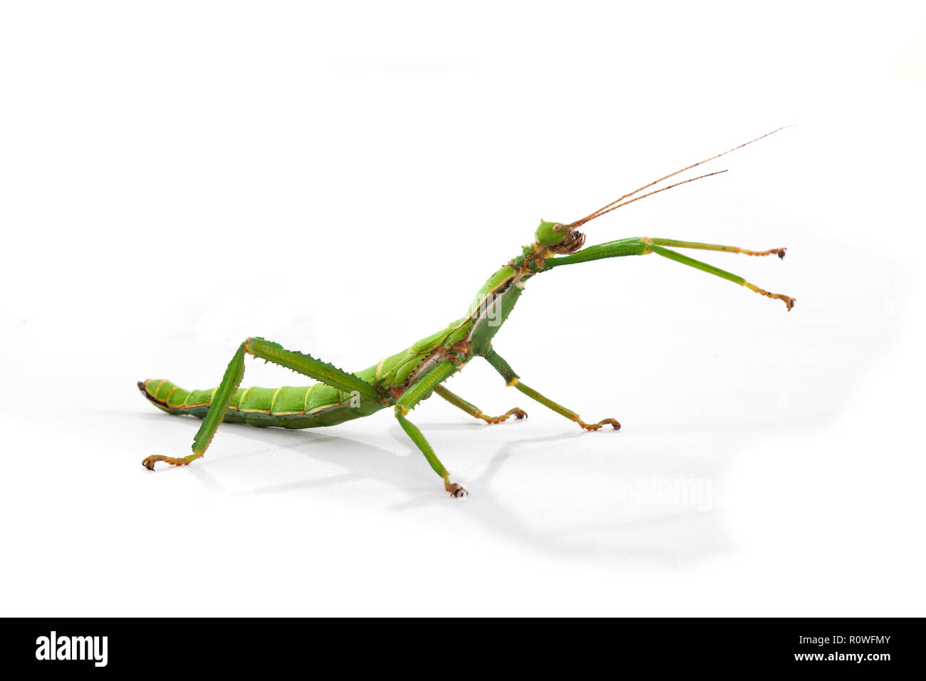 Terrestrial insects Cut Out Stock Images & Pictures - Alamy