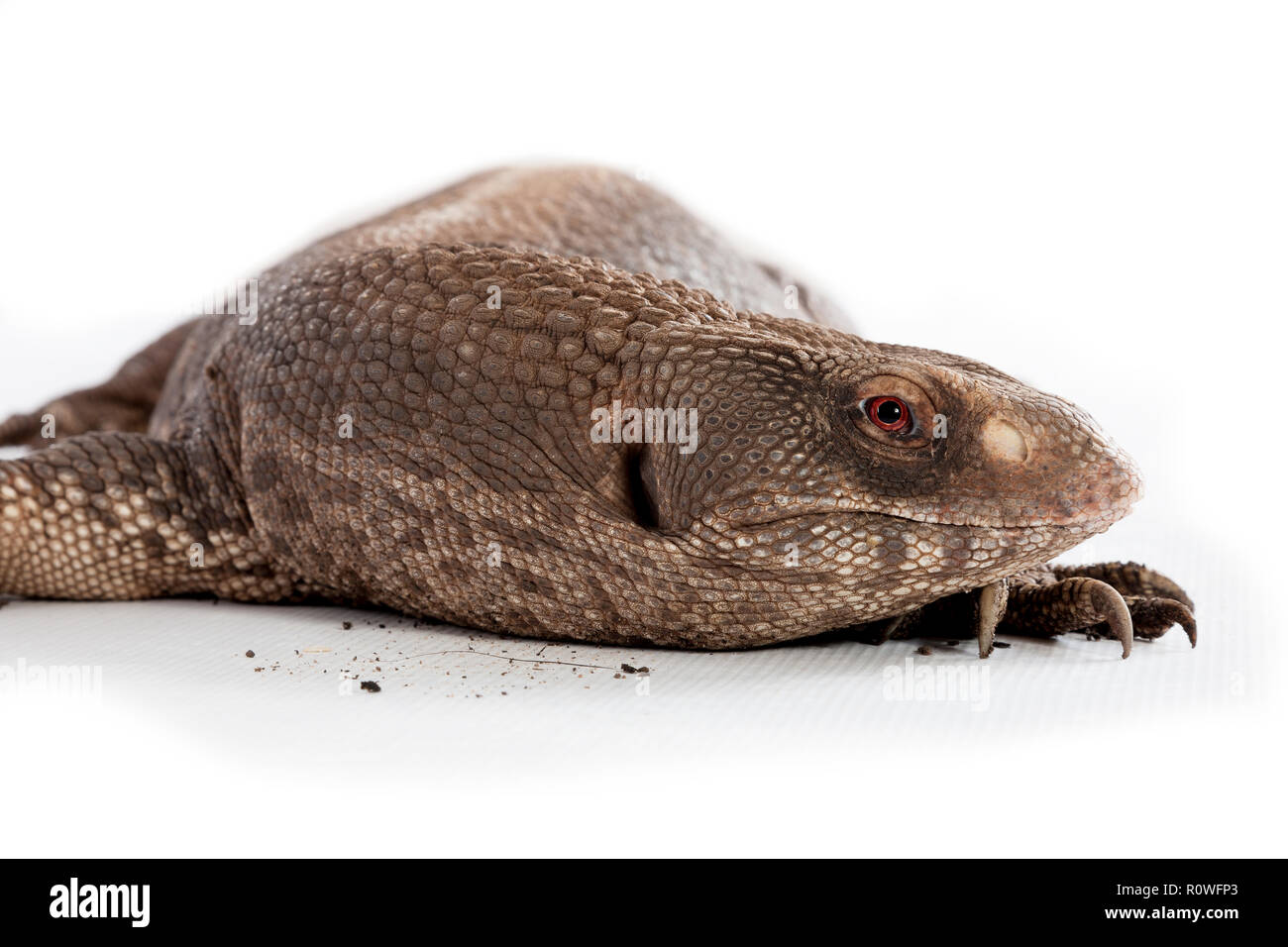 Boscs monitor hi-res stock photography and images - Alamy