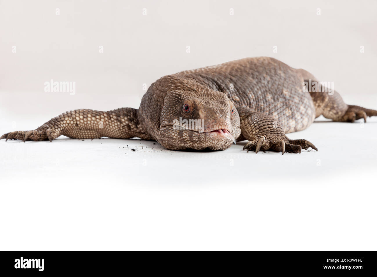 Monitor lizard isolated hi-res stock photography and images - Alamy