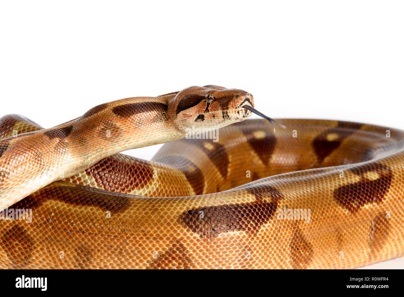 Boa Contstrictor. Tony's Reptile Show Stock Photo - Alamy