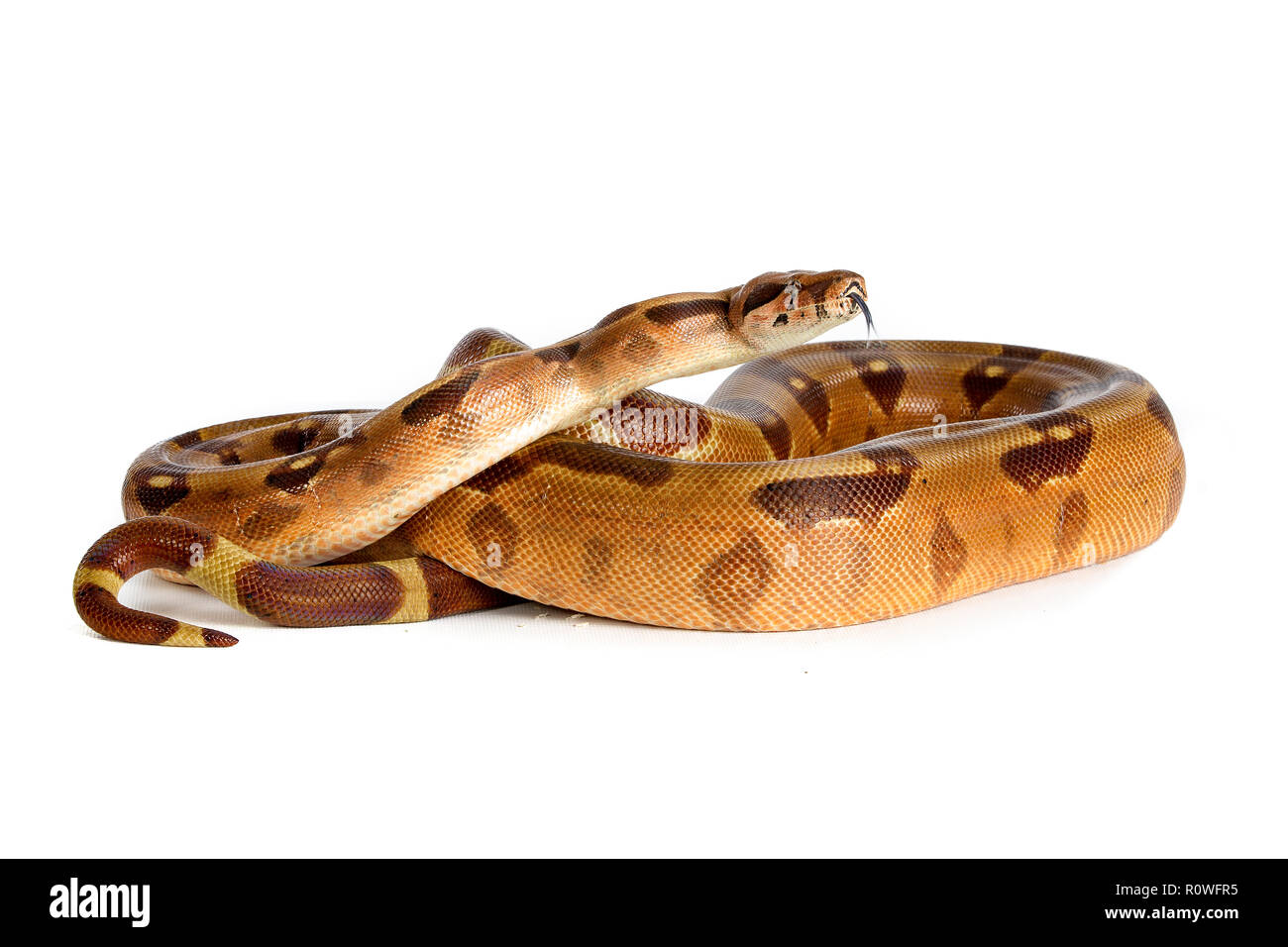 Boa constrictor no hi-res stock photography and images - Alamy