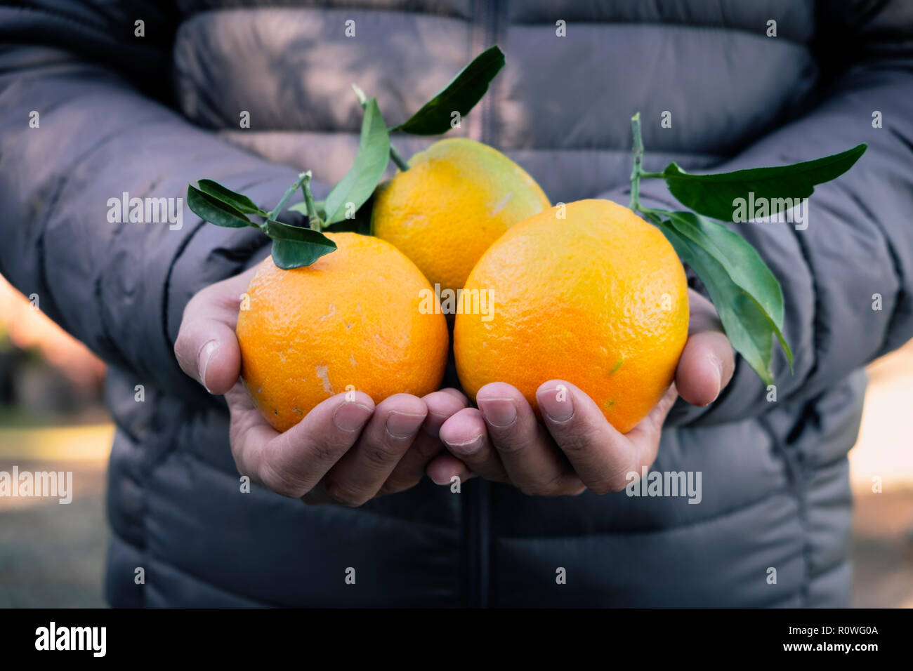 Harvesting oranges hi-res stock photography and images - Alamy