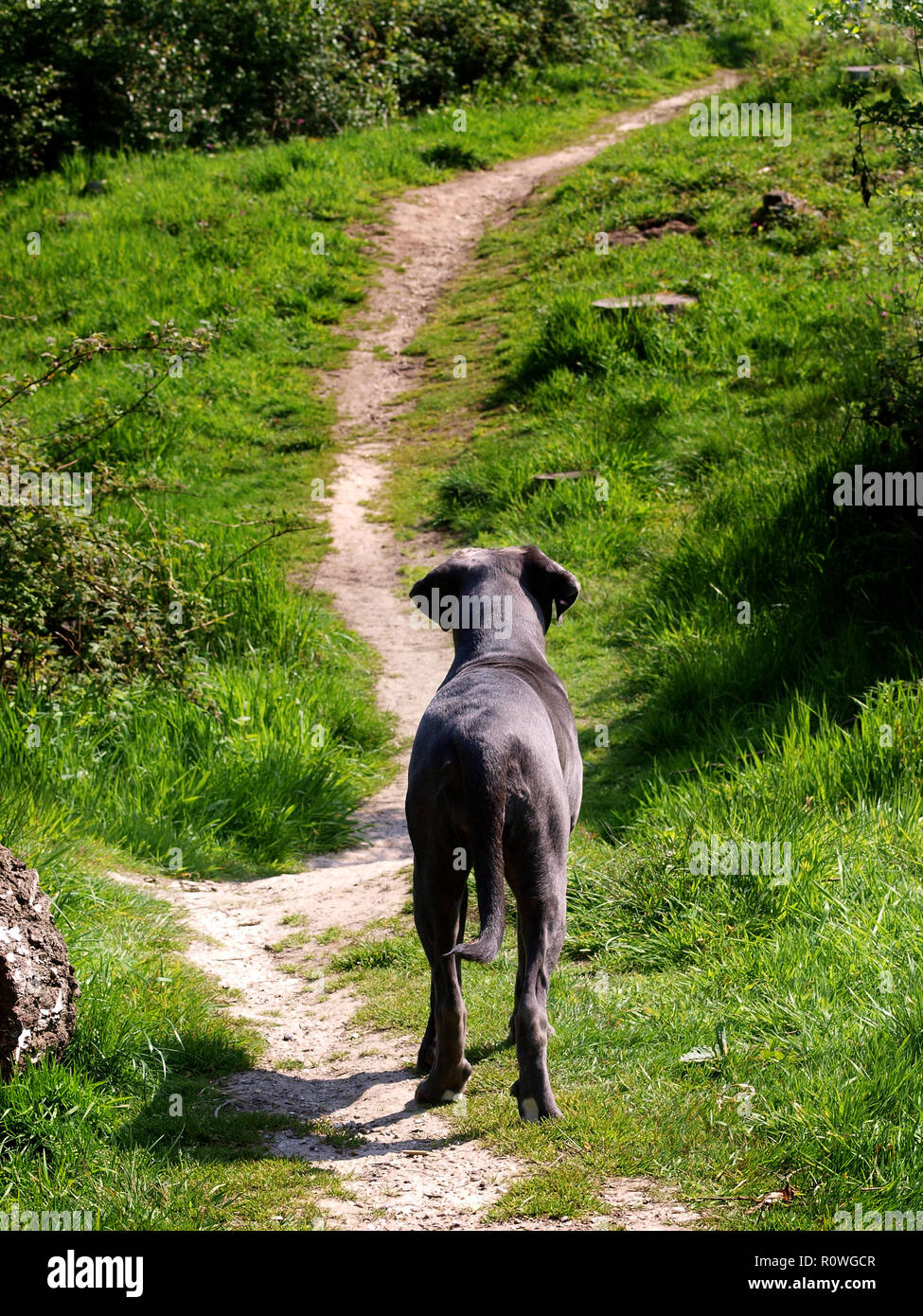 A dog looks away into the distance along a path Stock Photo - Alamy