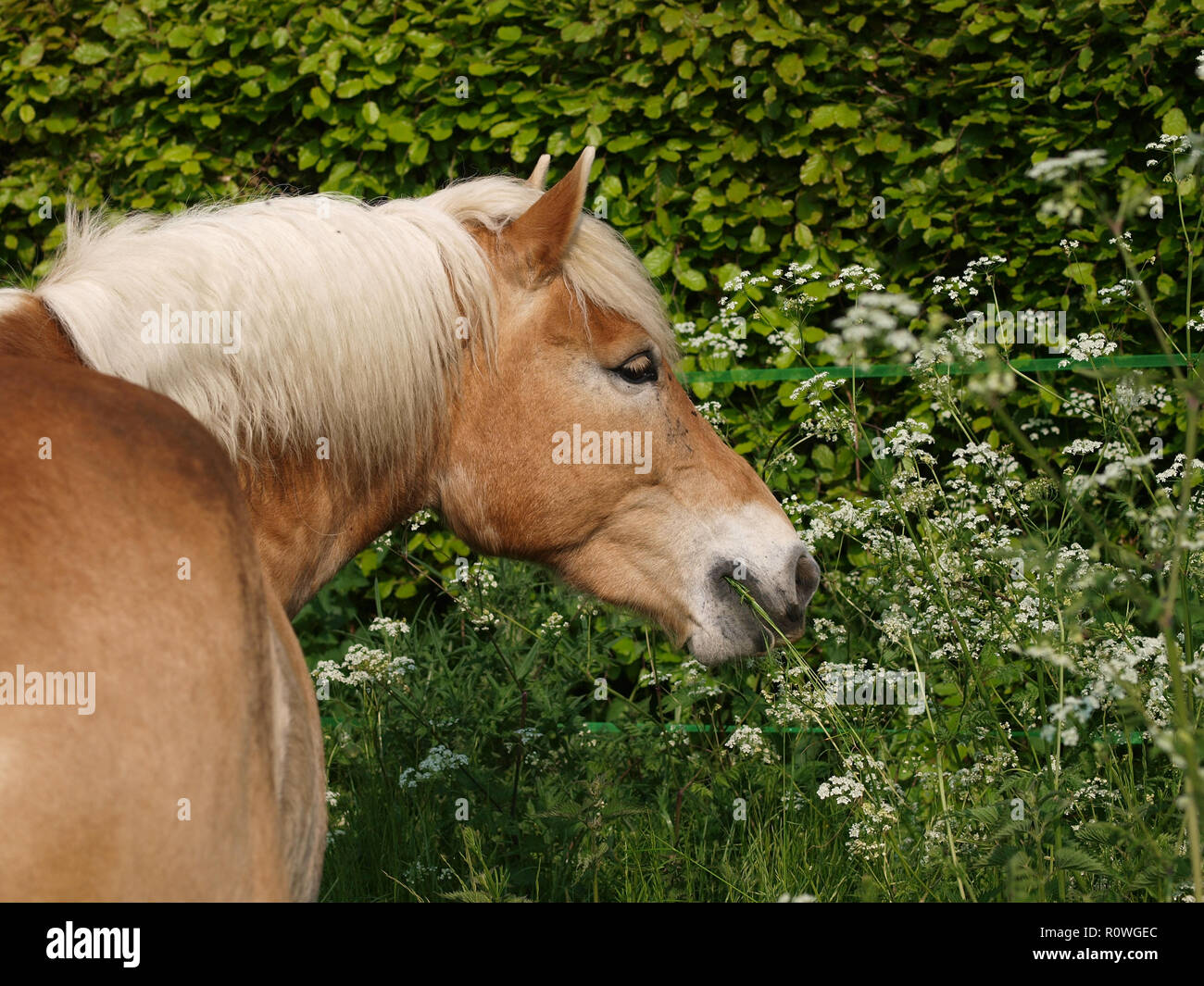 A head shot of a Haflinger horse eating wild plants outside Stock Photo ...