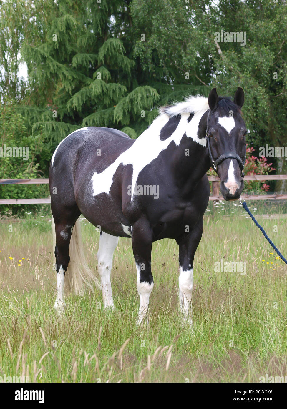 A piebald horse hi-res stock photography and images - Alamy
