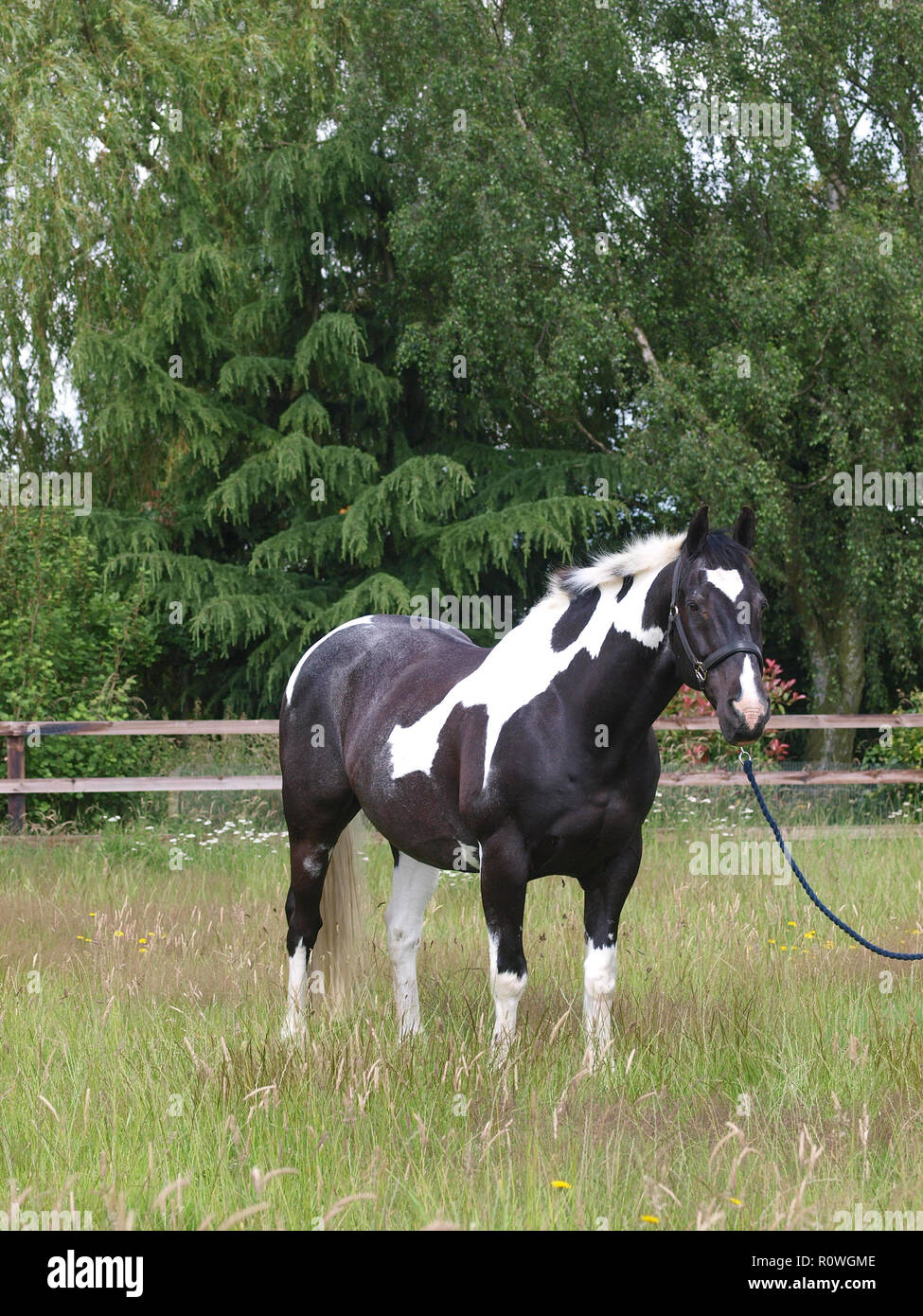 A piebald horse hi-res stock photography and images - Alamy