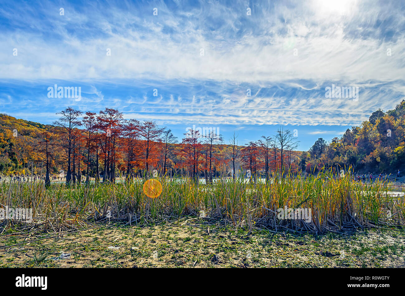 Cypress tree lake hi-res stock photography and images - Alamy