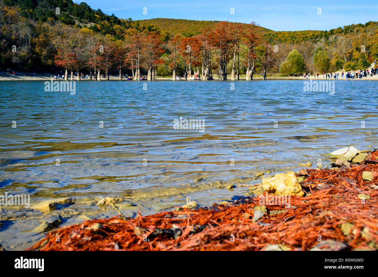 Cypress forest underwater hi-res stock photography and images - Alamy