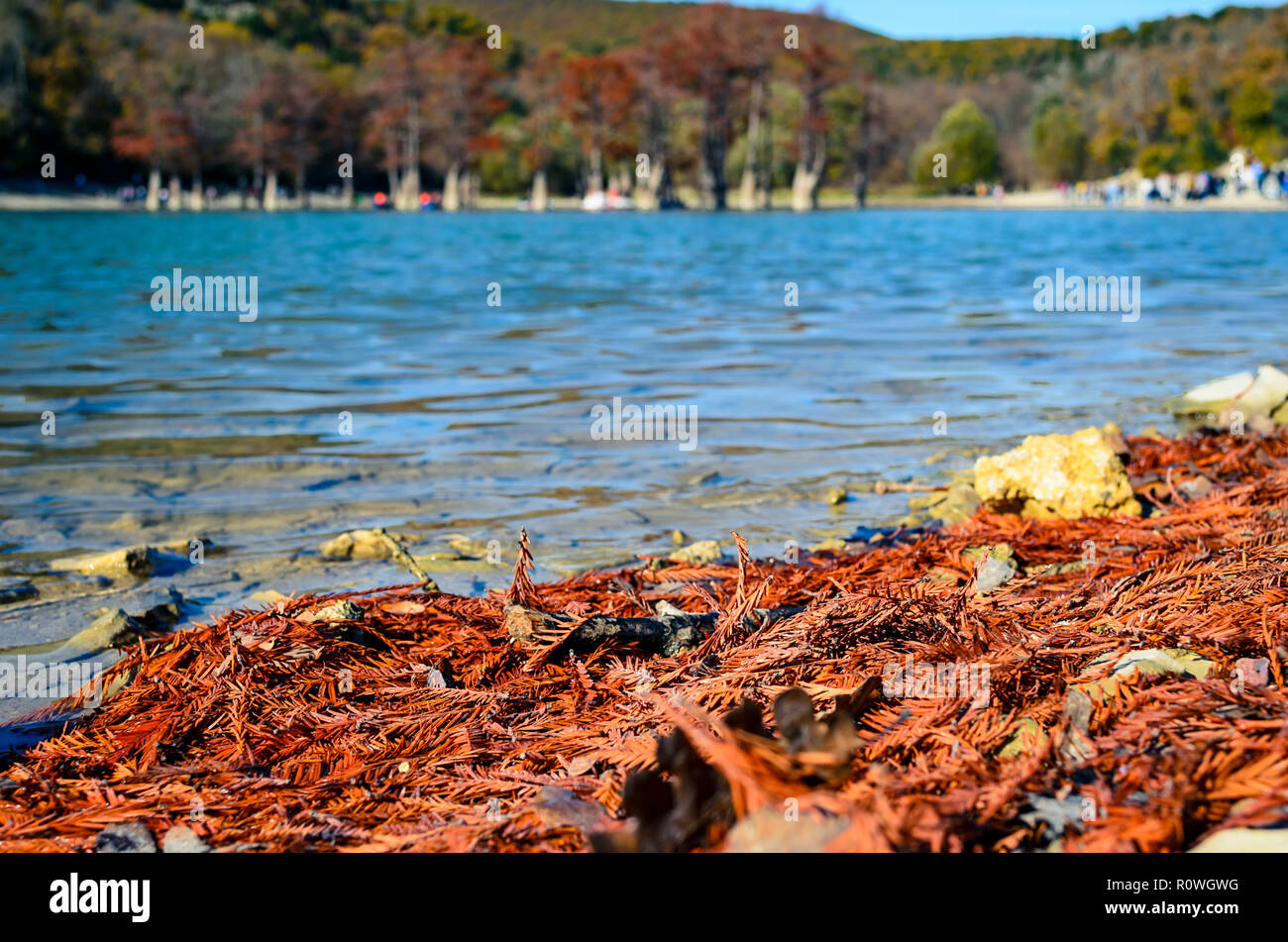 Cypress tree lake hi-res stock photography and images - Alamy
