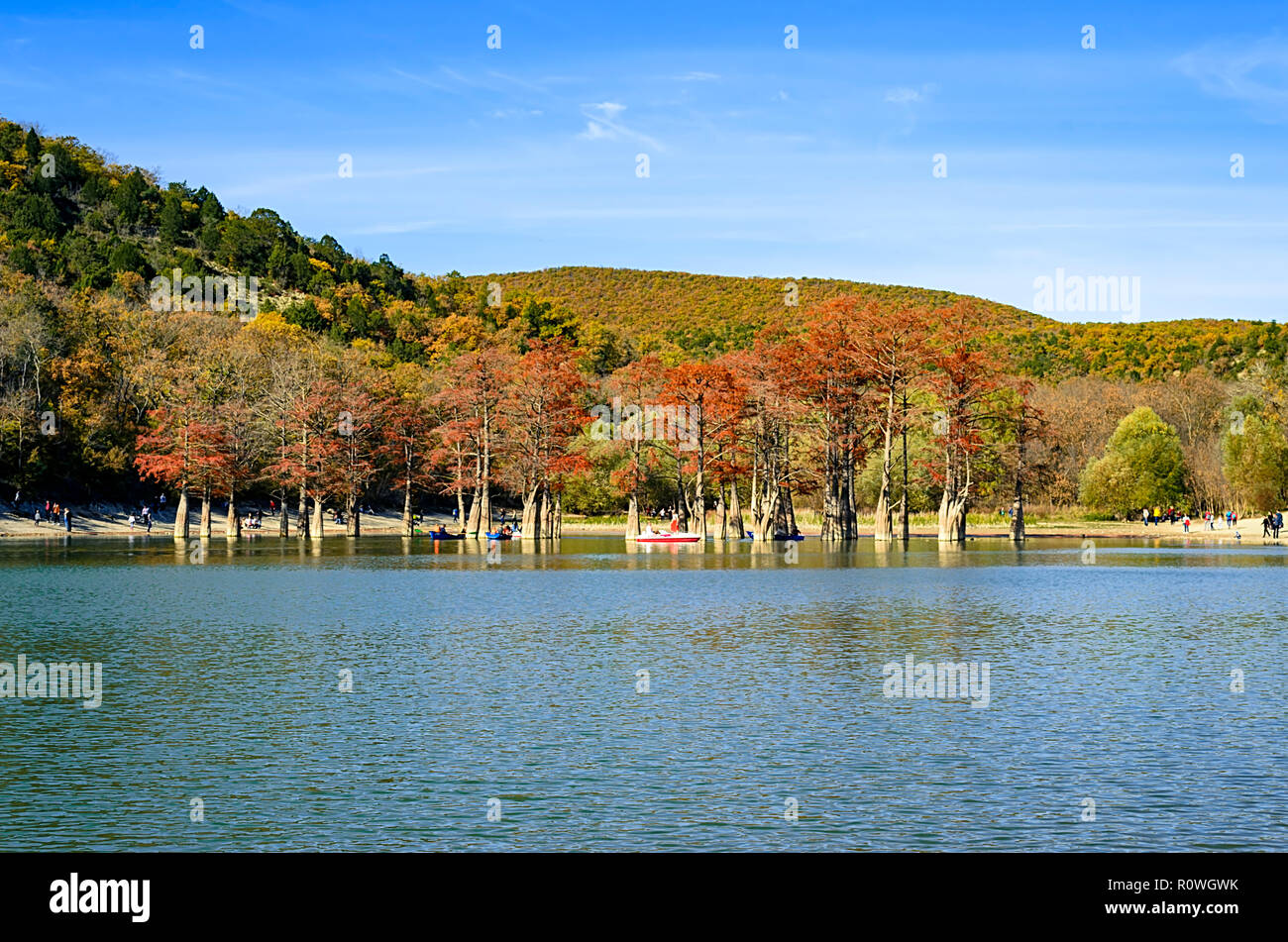 Cypress tree lake hi-res stock photography and images - Alamy