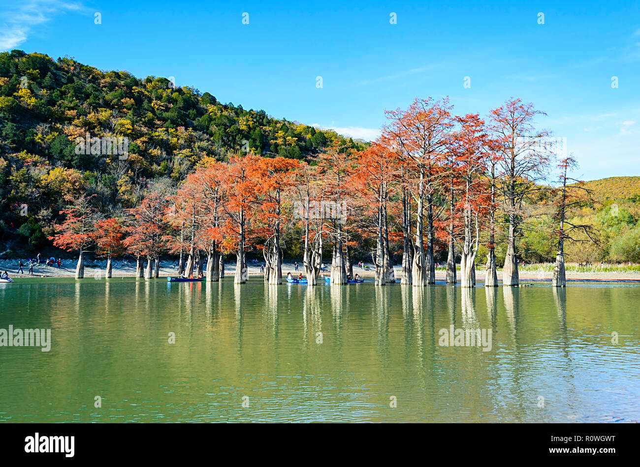 Cypress plants hi-res stock photography and images - Alamy