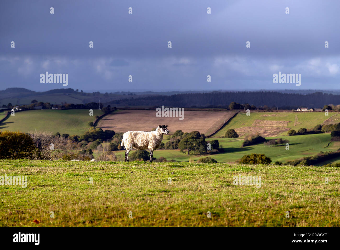 Sheep mid Devon landscape, Landscape, Field, Agriculture, Algae, Beauty ...
