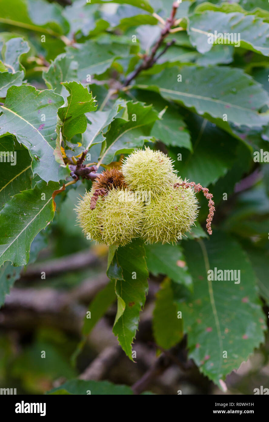 Ripening chestnuts hi-res stock photography and images - Alamy
