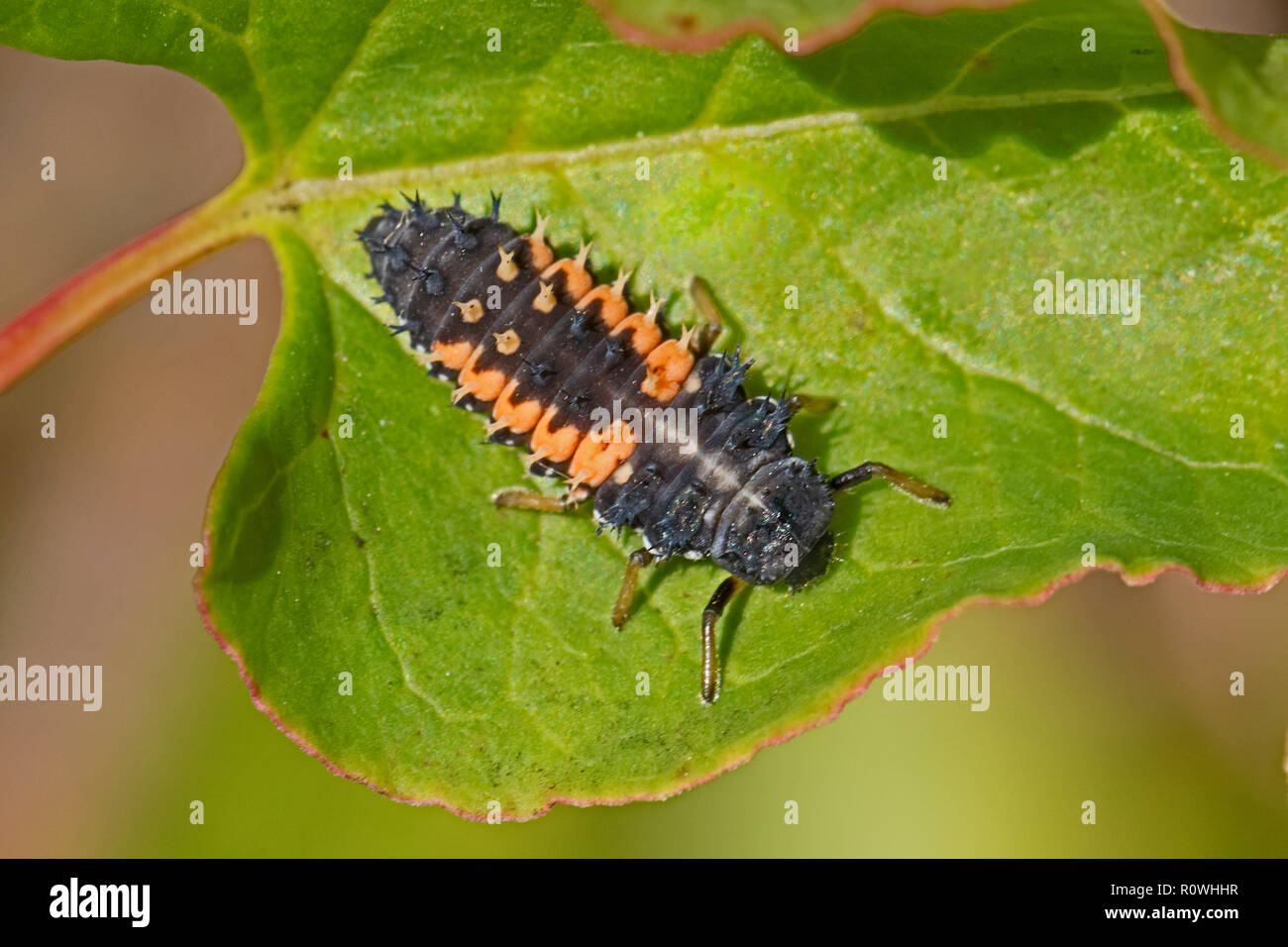 Invasive ladybird hi-res stock photography and images - Alamy