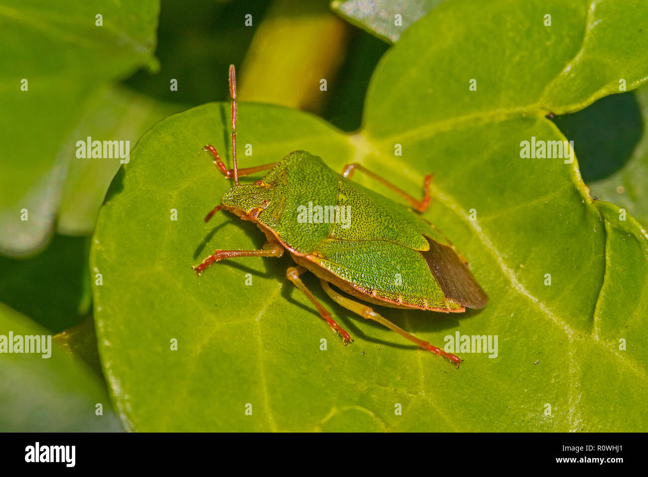 Shieldbug hi-res stock photography and images - Alamy