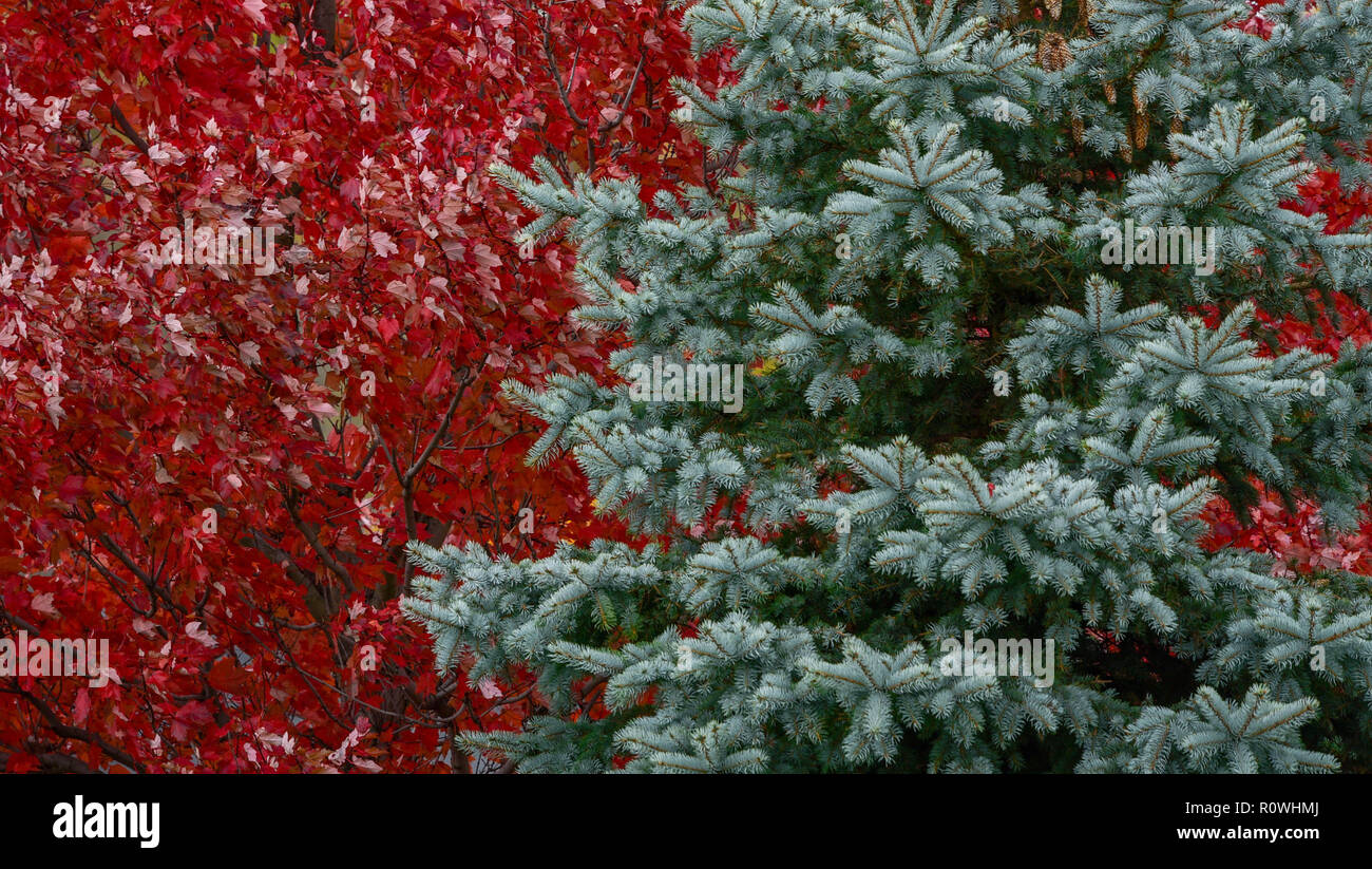 The Colors of Christmas in Autumn Stock Photo - Alamy
