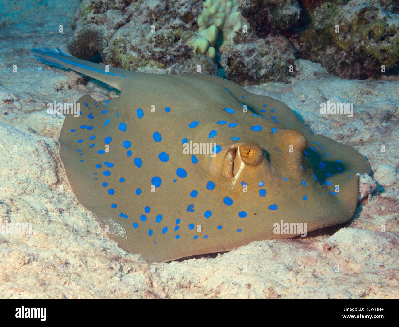 Blue spotted Stingray or Bluespotted ribbontail ray, Taeniura lymma, on ...