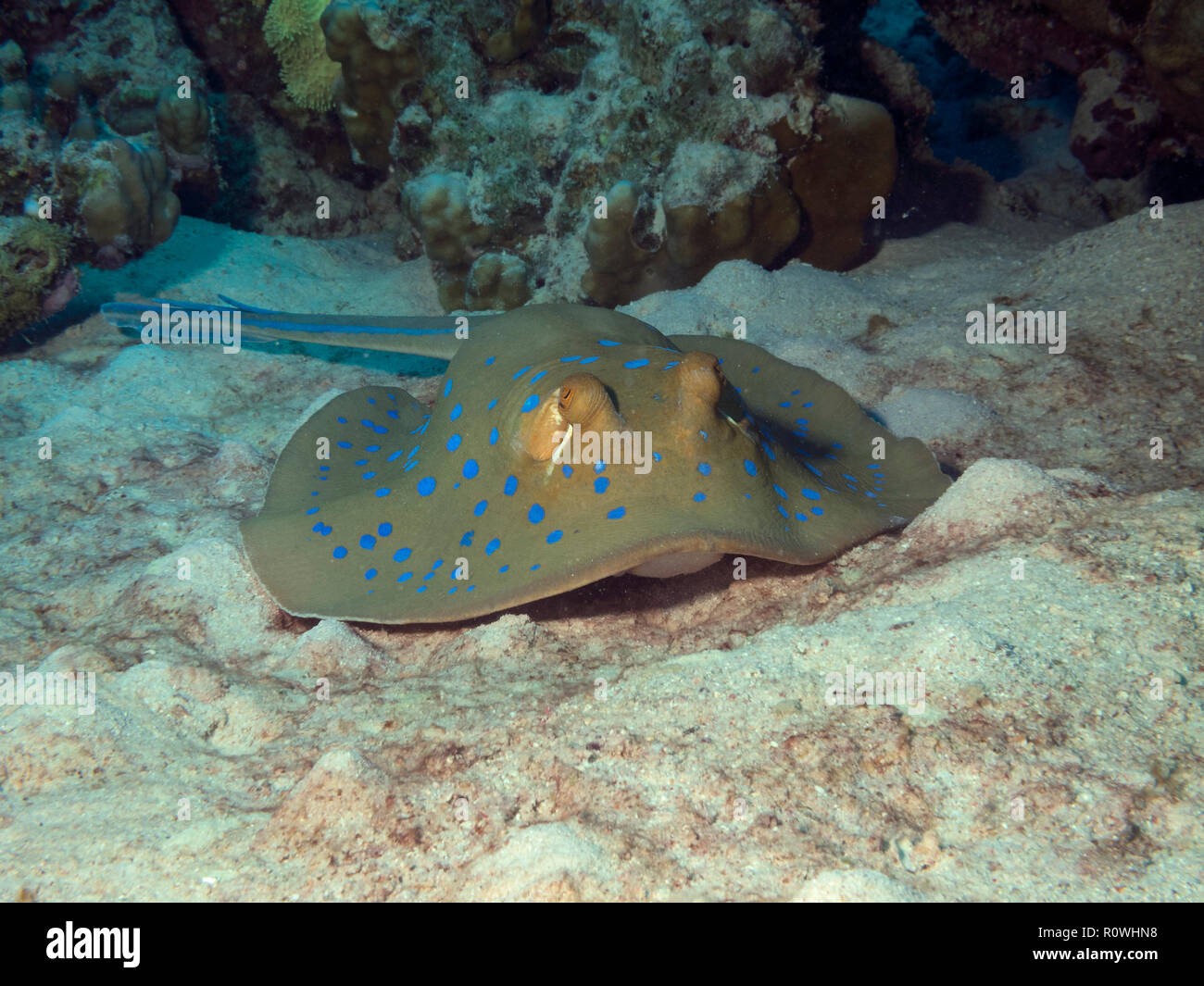 Blue spotted fantail ray taeniura lymma hi-res stock photography and ...