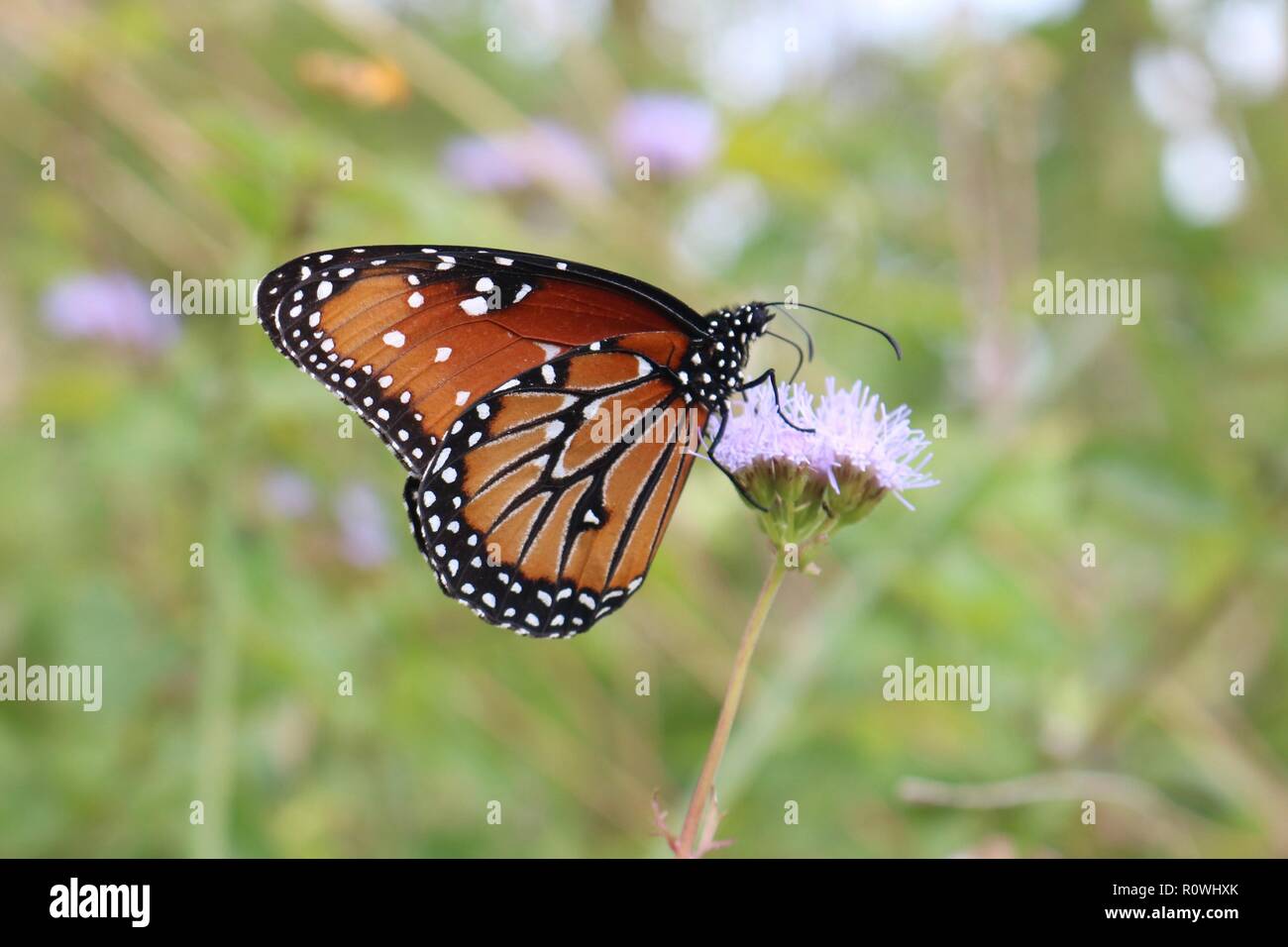 Purple monarch hi-res stock photography and images - Alamy