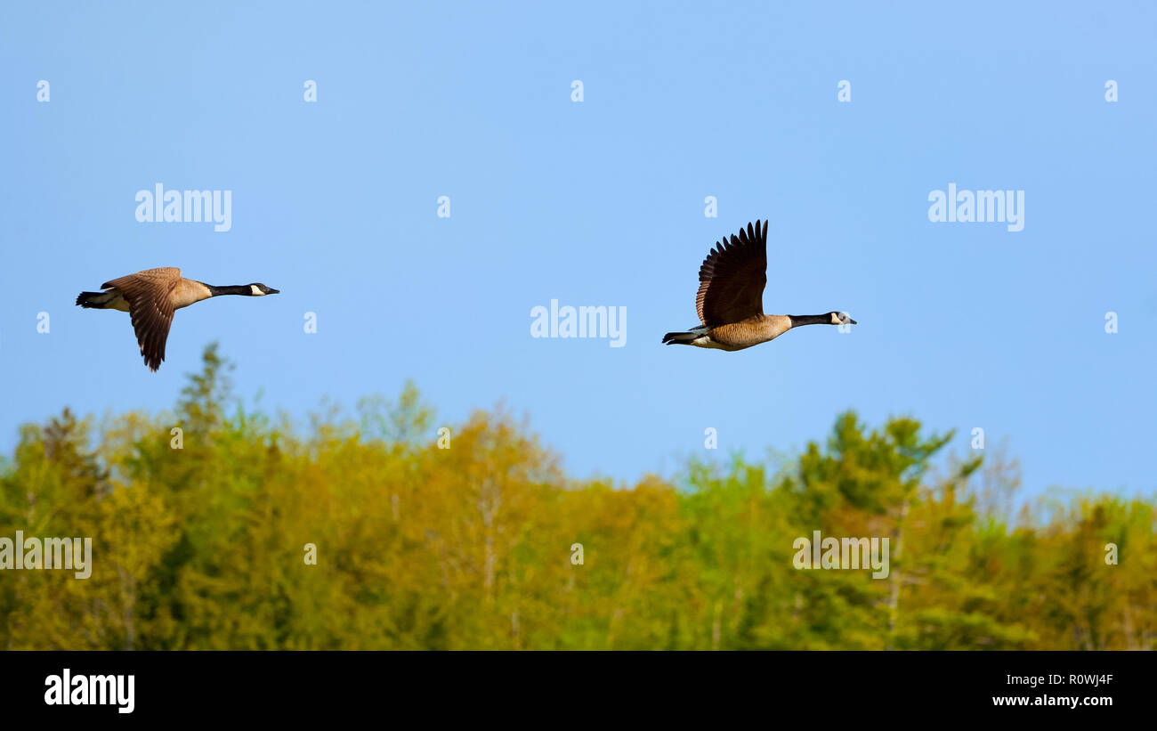 Flying geese hunt hi-res stock photography and images - Alamy
