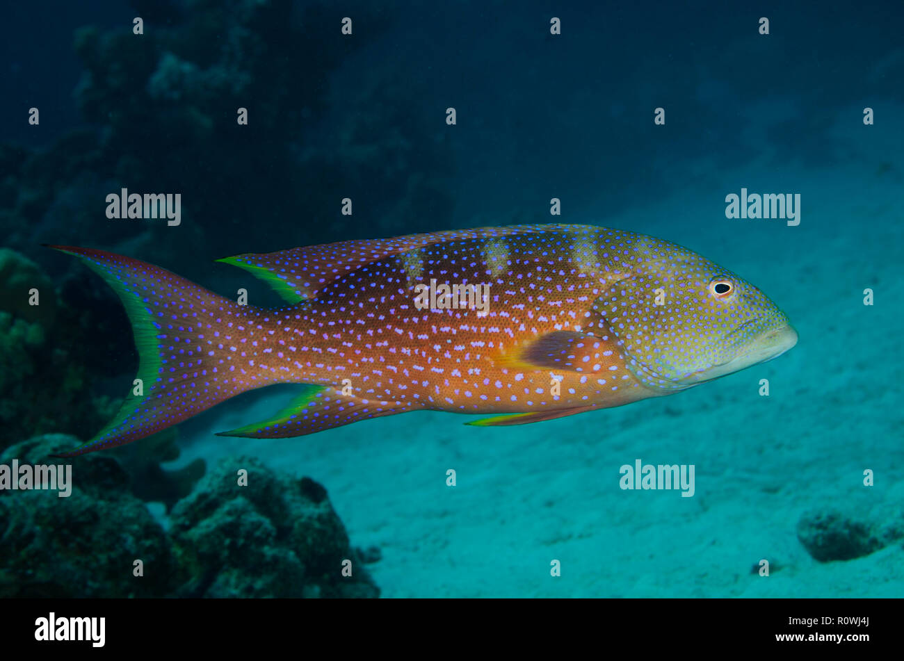 White edged lyretail grouper hi-res stock photography and images - Alamy