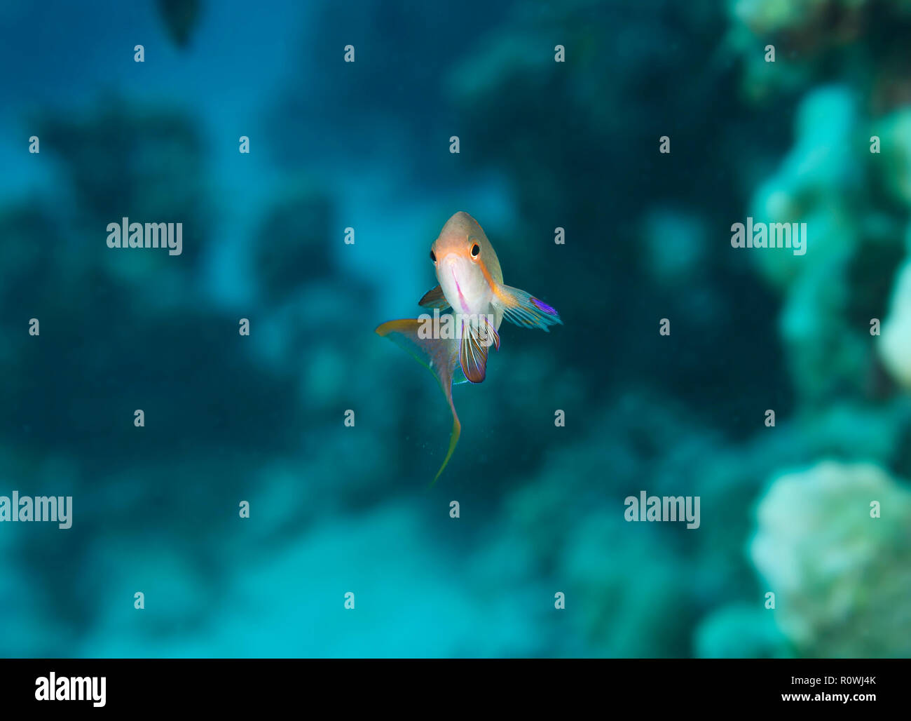 Lyretail coralfish hi-res stock photography and images - Alamy