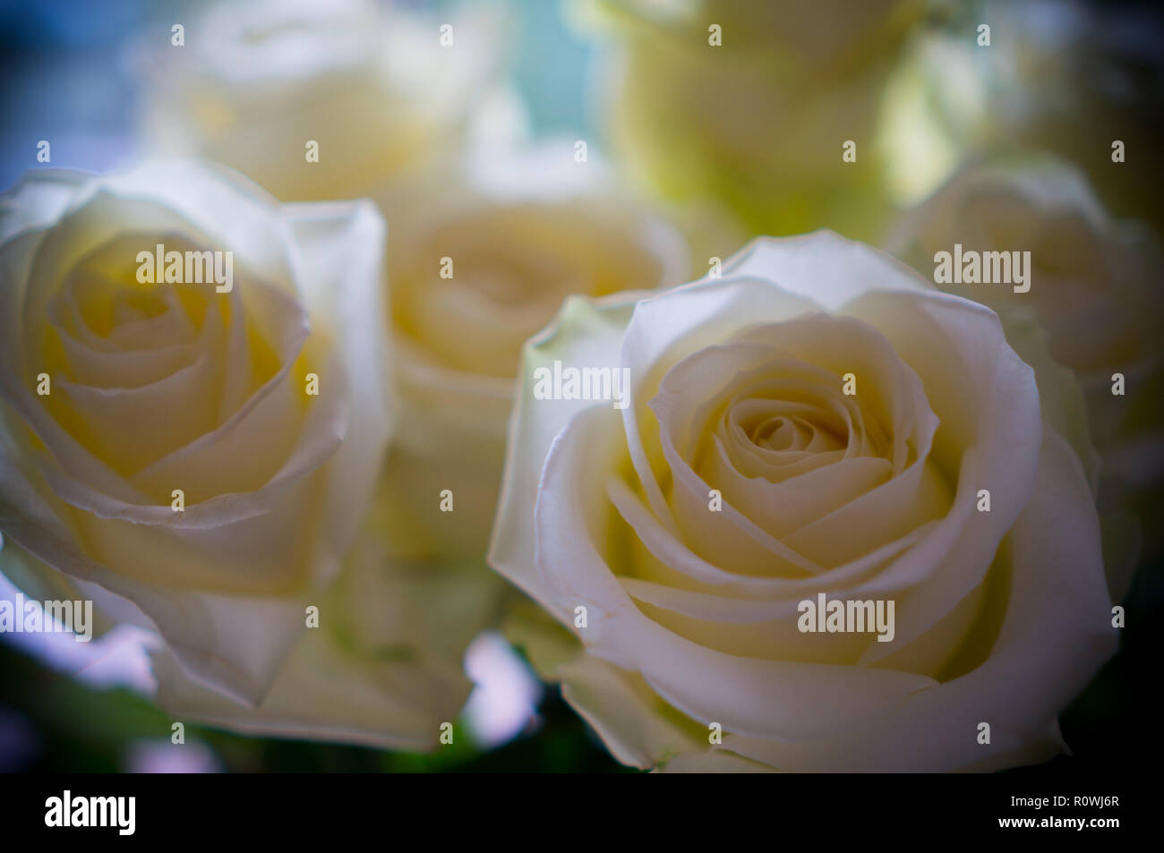 With deepest sympathy, white roses Stock Photo - Alamy