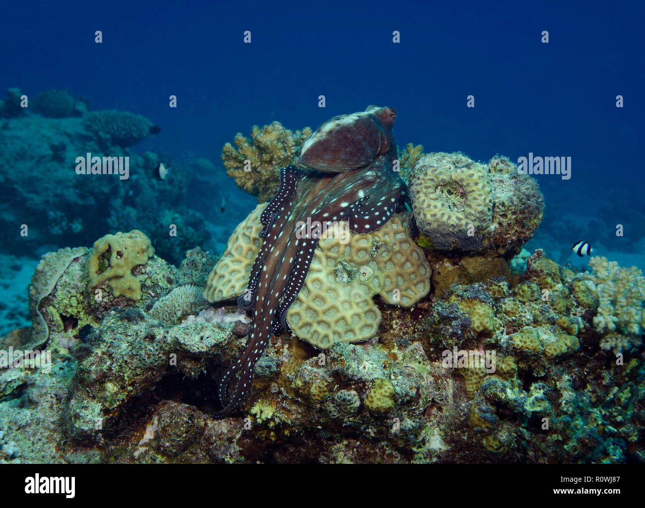 Day octopus, Octopus cyanea, posing on coral reef, Hamata, Egypt, Red ...