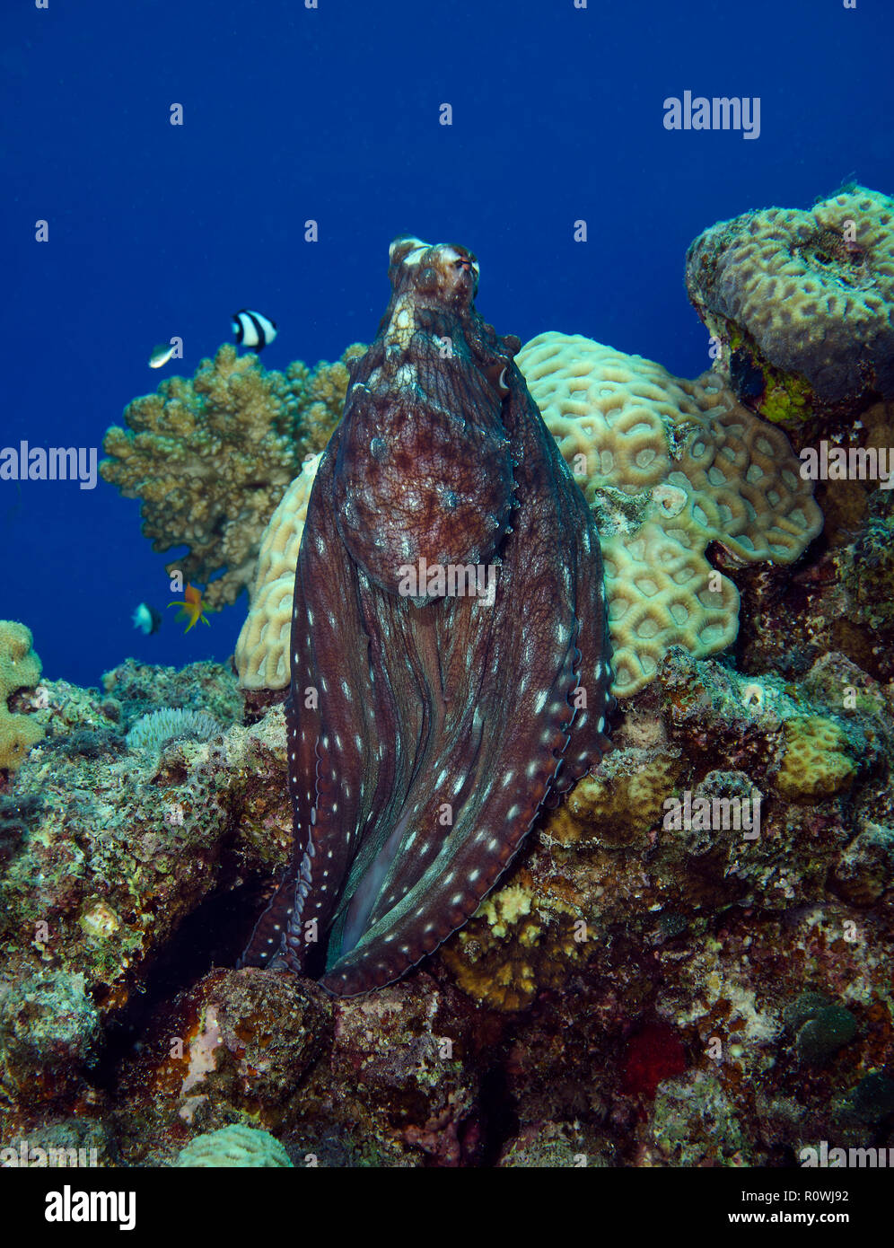Day octopus, Octopus cyanea, posing on coral reef, Hamata, Egypt, Red ...