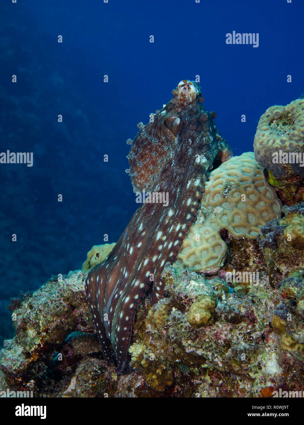 Big red octopus hi-res stock photography and images - Alamy