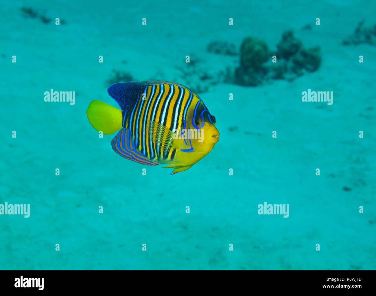 Regal Angelfish, Pygoplites diacanthus, Hamata, Red Sea, Egypt Stock ...