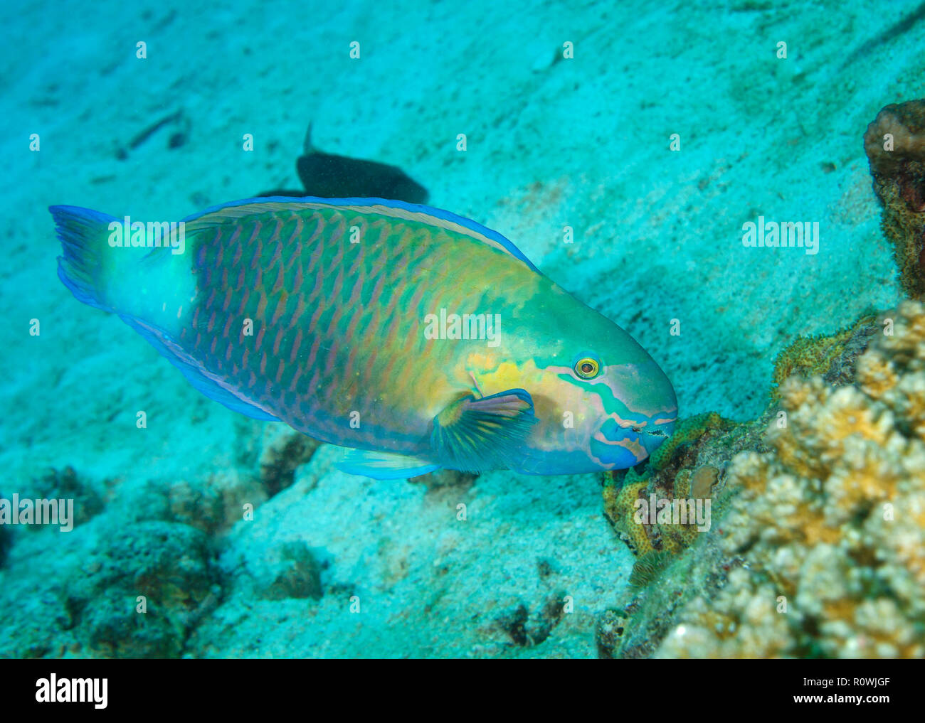 rusty parrotfish, Scarus ferrugineus, in coral reef, Red Sea, Egypt ...