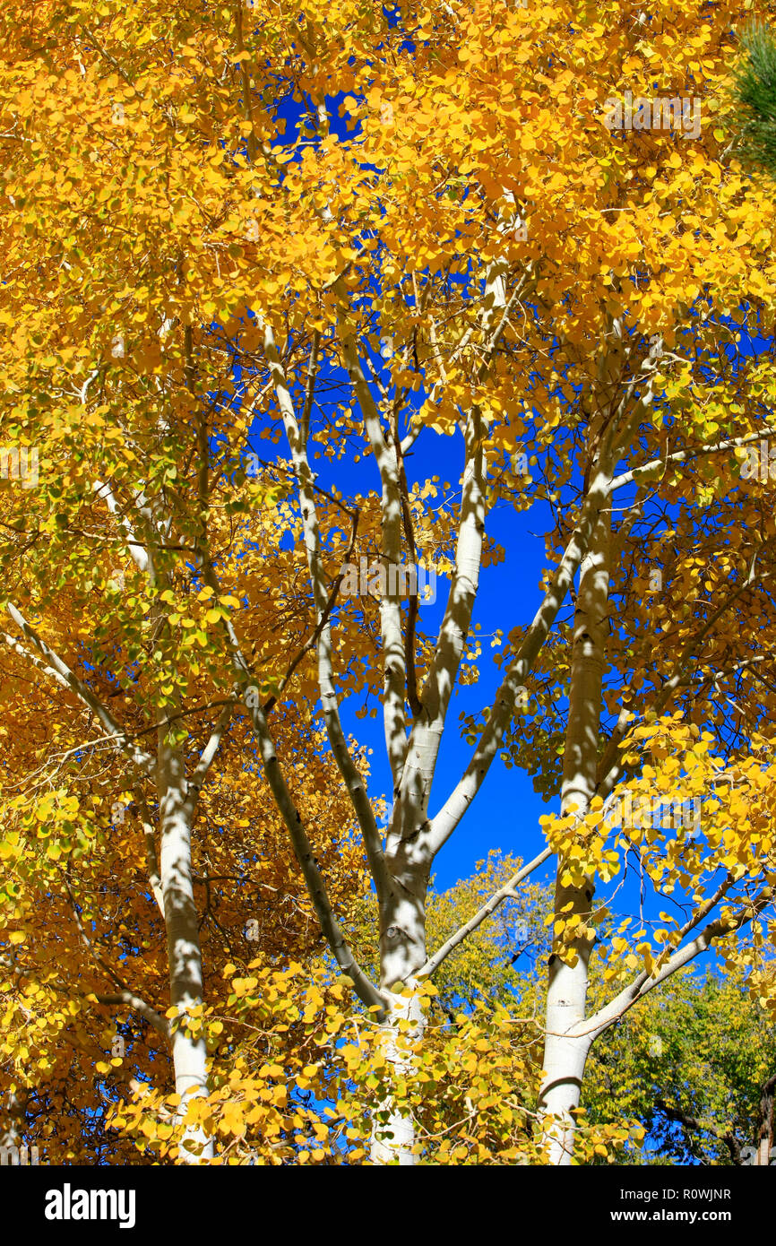 Fall colors of golden yellow leaves on the trees in Santa Fe, New ...