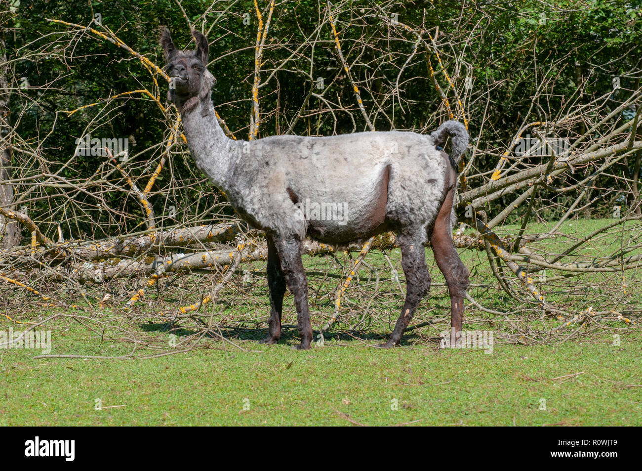 Lama hike hi-res stock photography and images - Alamy
