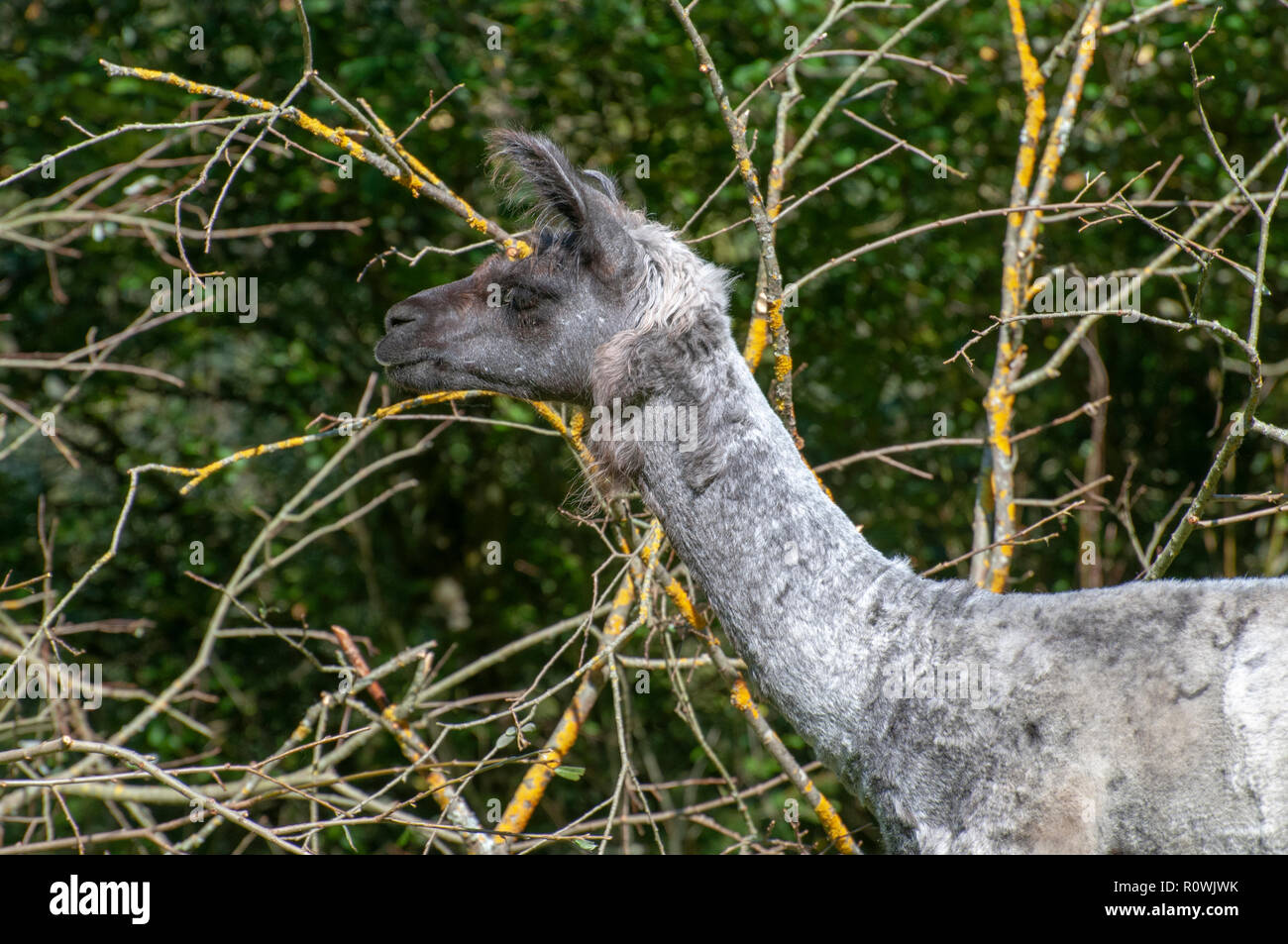 Llama in natural environment hi-res stock photography and images - Alamy
