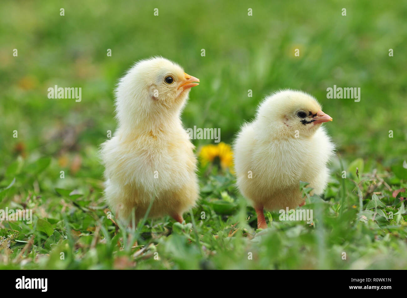 Two chickens in grass hi-res stock photography and images - Alamy