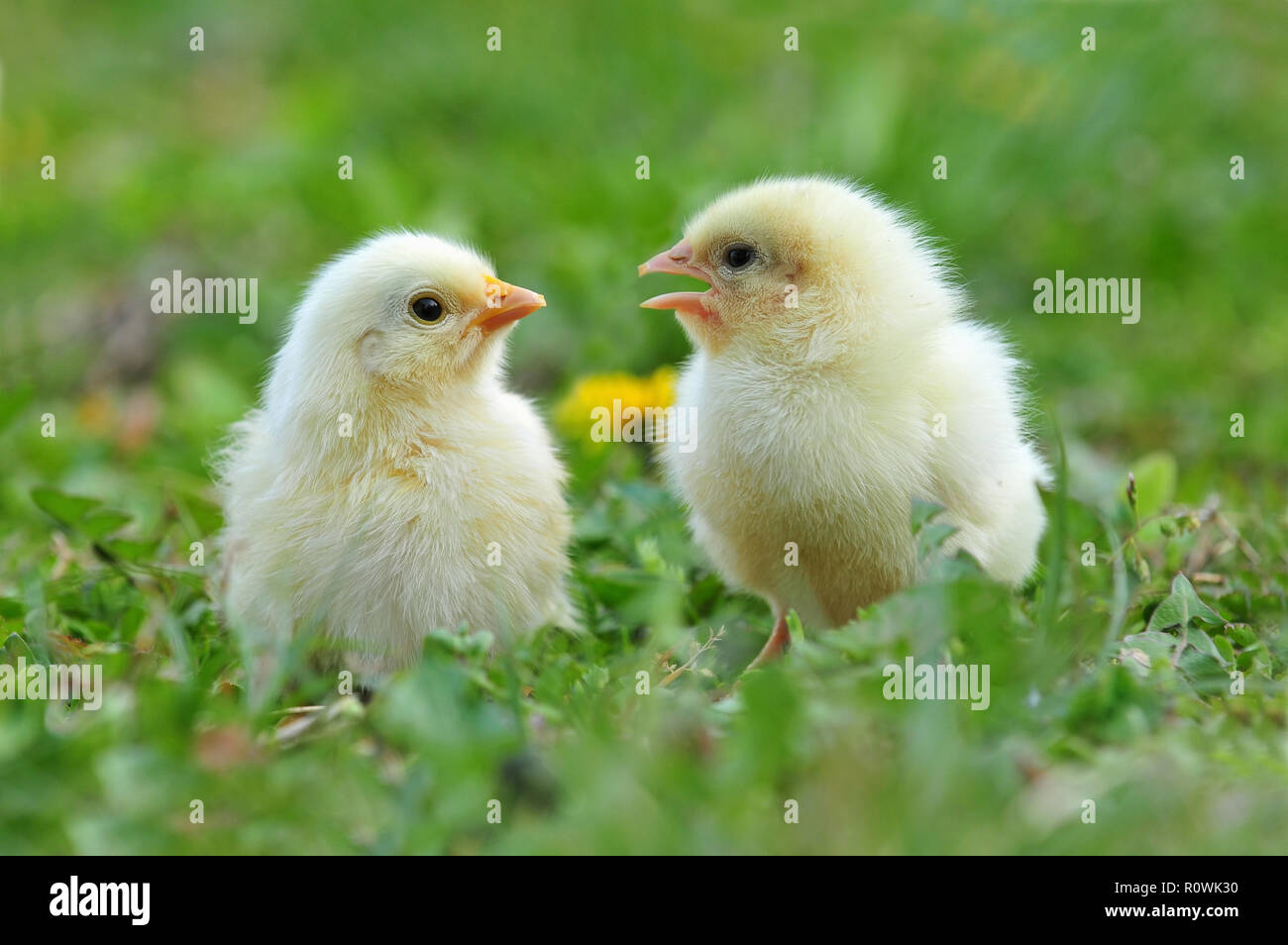 Adorable chicken hi-res stock photography and images - Alamy