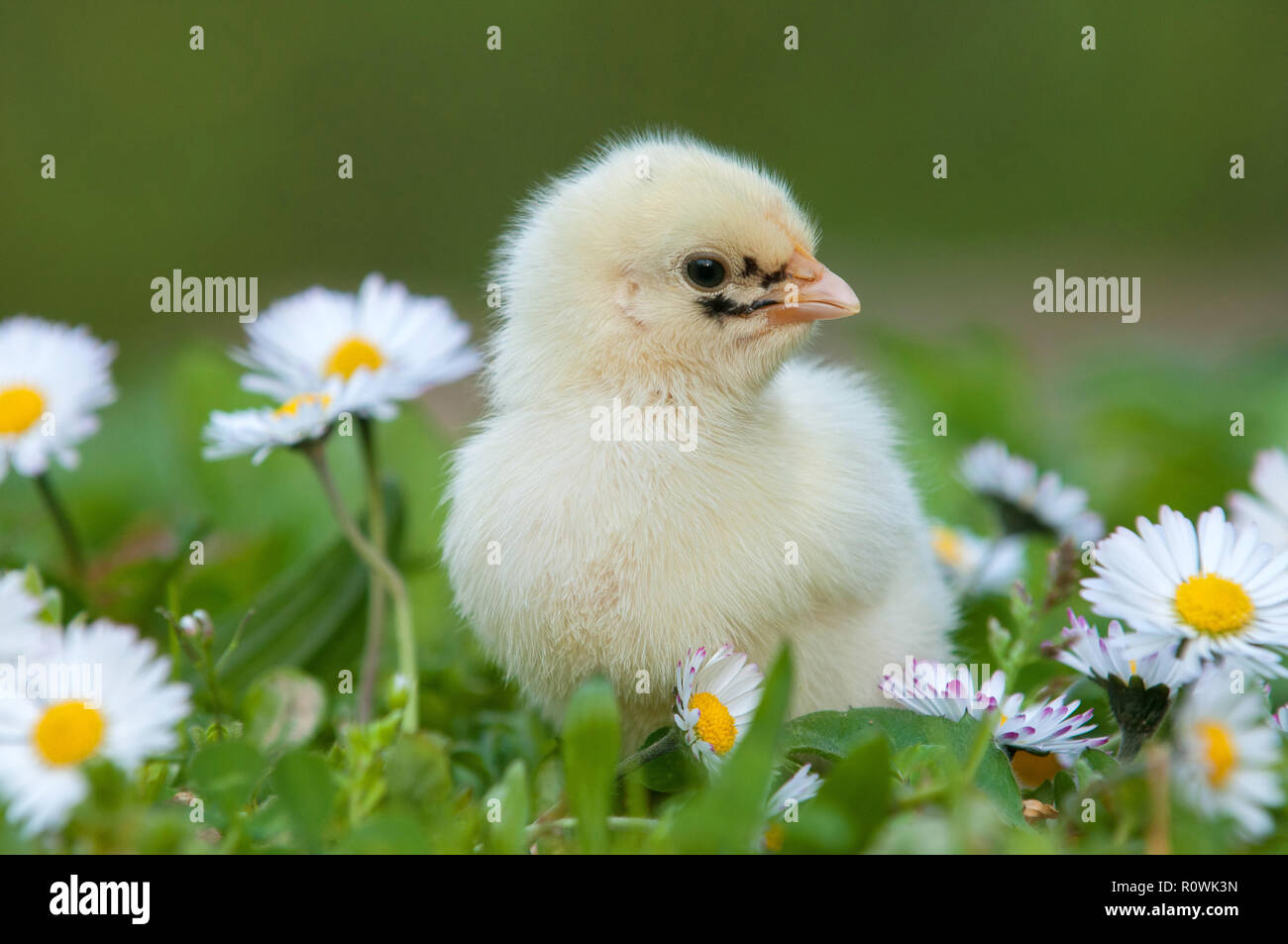 Young adorable chicken standing amidst daisies Stock Photo - Alamy