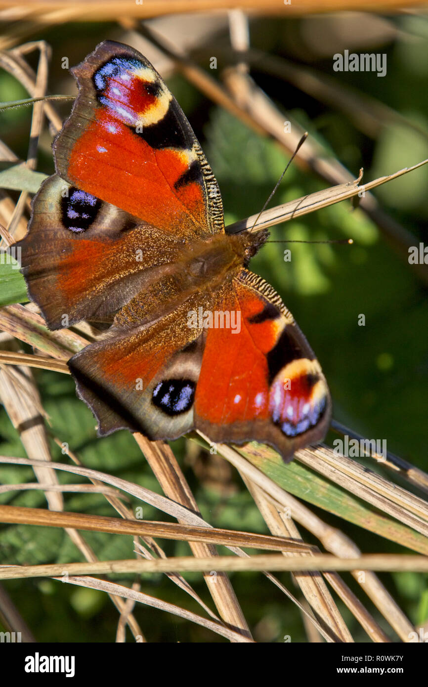 Peacock butterfly (Aglais io) basking in the sun, Cornwall, England, UK ...