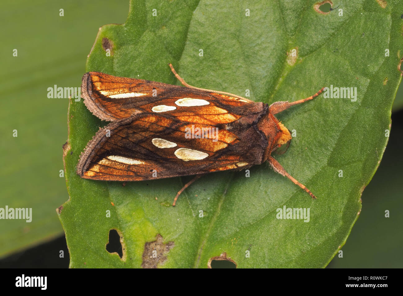 Dorsal view of gold spot moth hi-res stock photography and images - Alamy