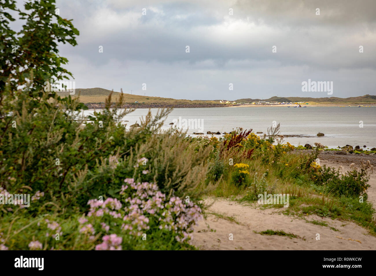 Coastal Wild Flowers Ireland High Resolution Stock Photography and ...