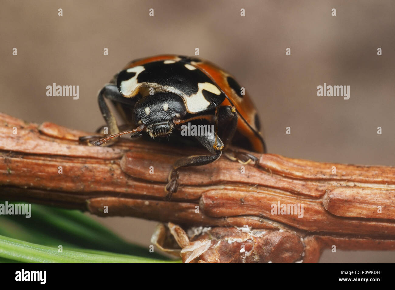 Eyed ladybird tree hi-res stock photography and images - Alamy