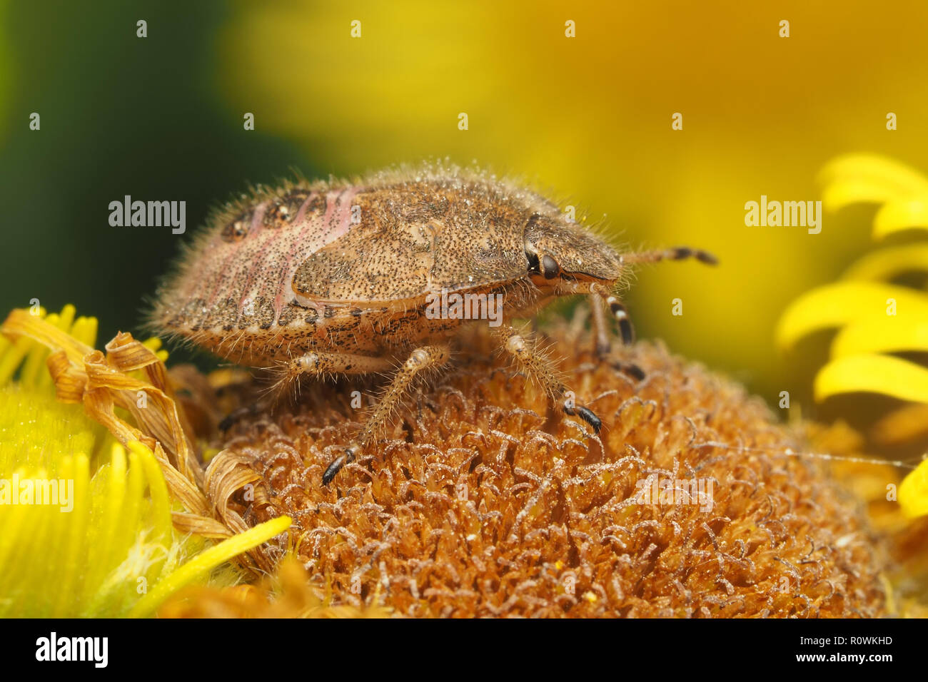 Hairy shieldbug nymph resting on common fleabane hi-res stock ...