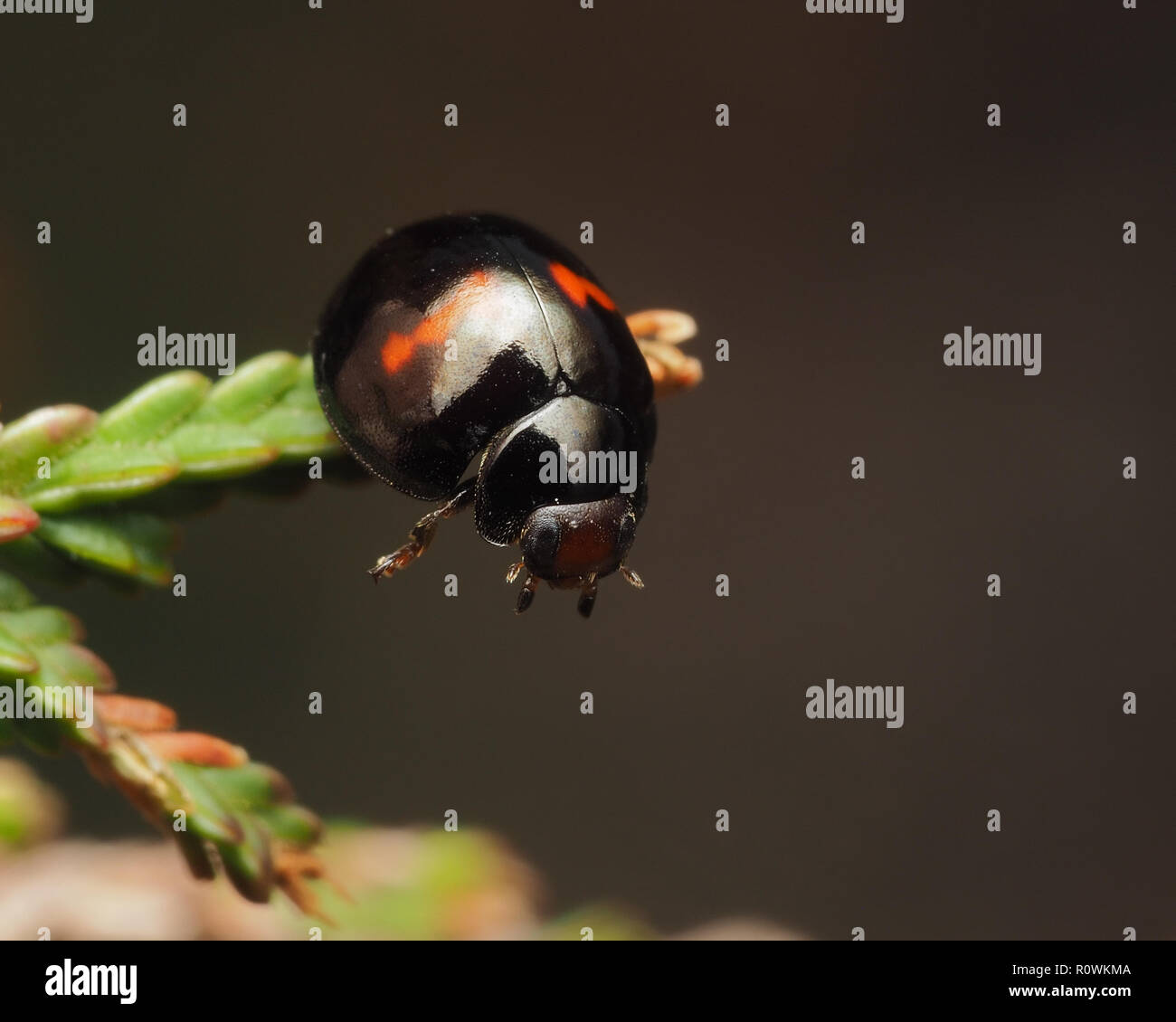 Heather ladybird hi-res stock photography and images - Alamy