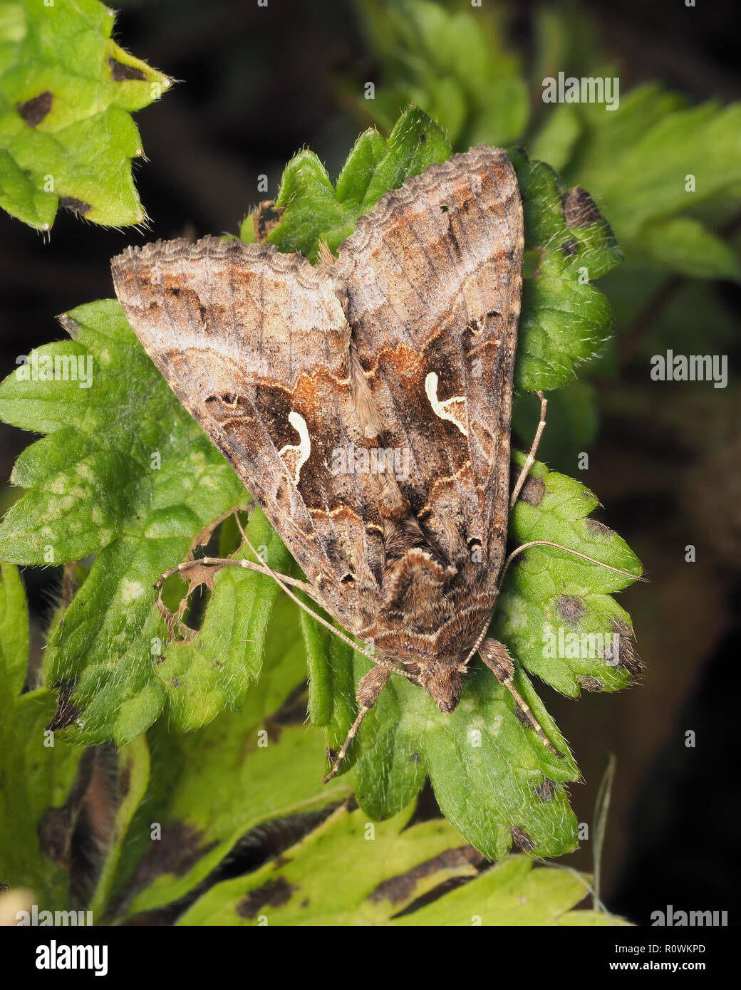 Migratory moths hi-res stock photography and images - Alamy