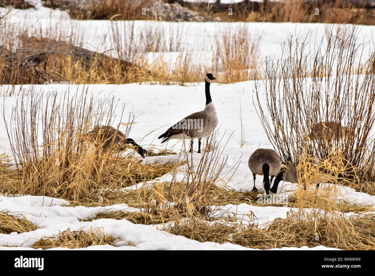 Fish Creek geese nesting Stock Photo - Alamy