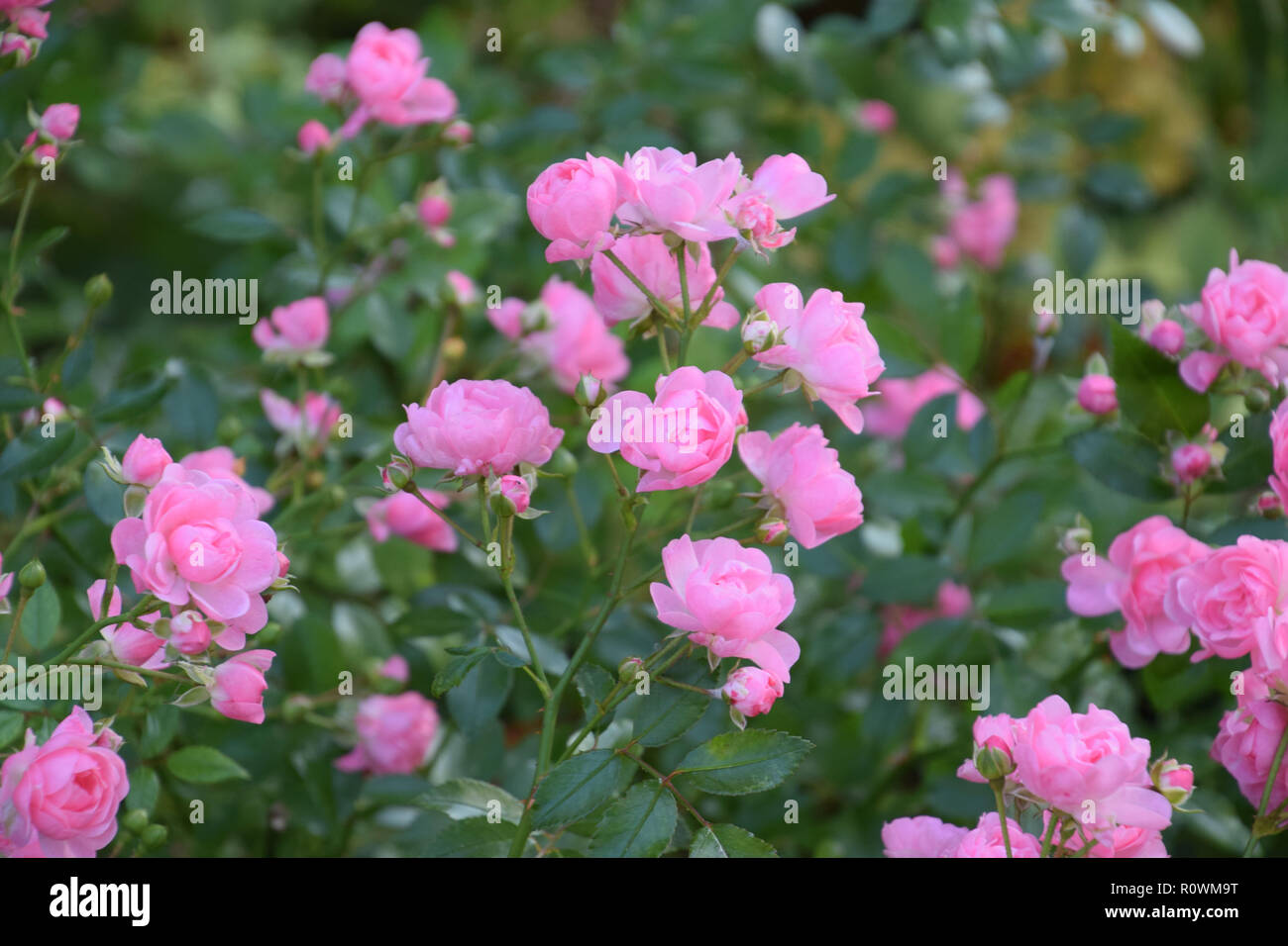 climbing pink roses bush with perfect flowers, bright pink climbing ...