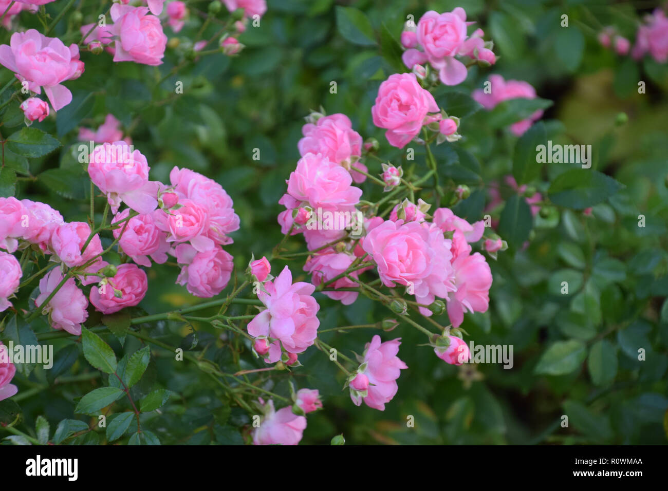 big bush of pink climbing roses, bright pink climbing rose flowers in ...